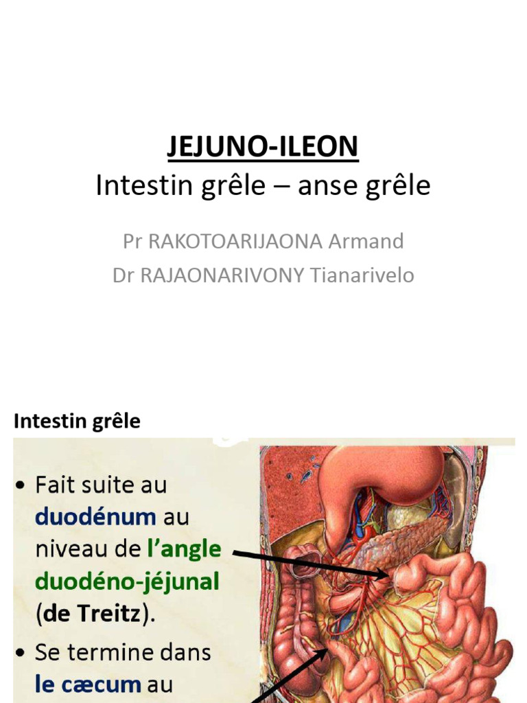 Anatomie JEJUNO-ILEON | PDF