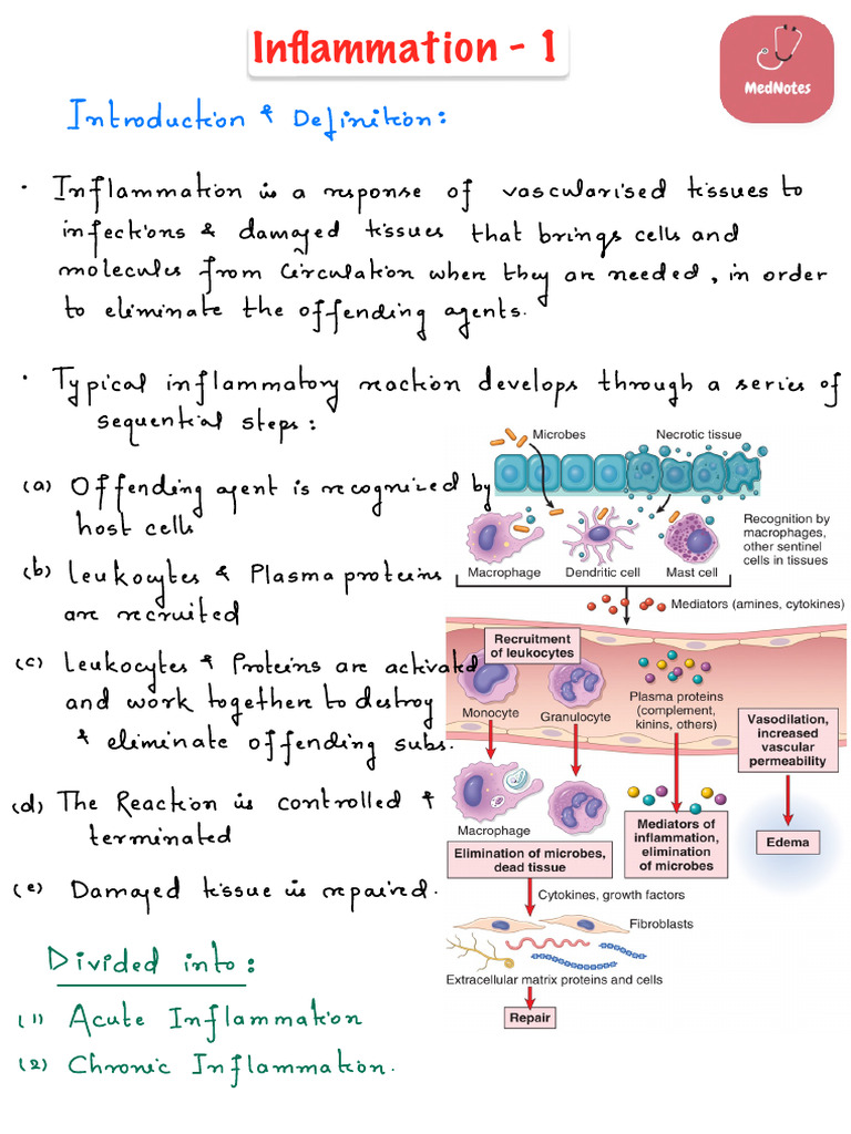 Inflammation Introduction - Acute Inflammation | PDF | Inflammation ...