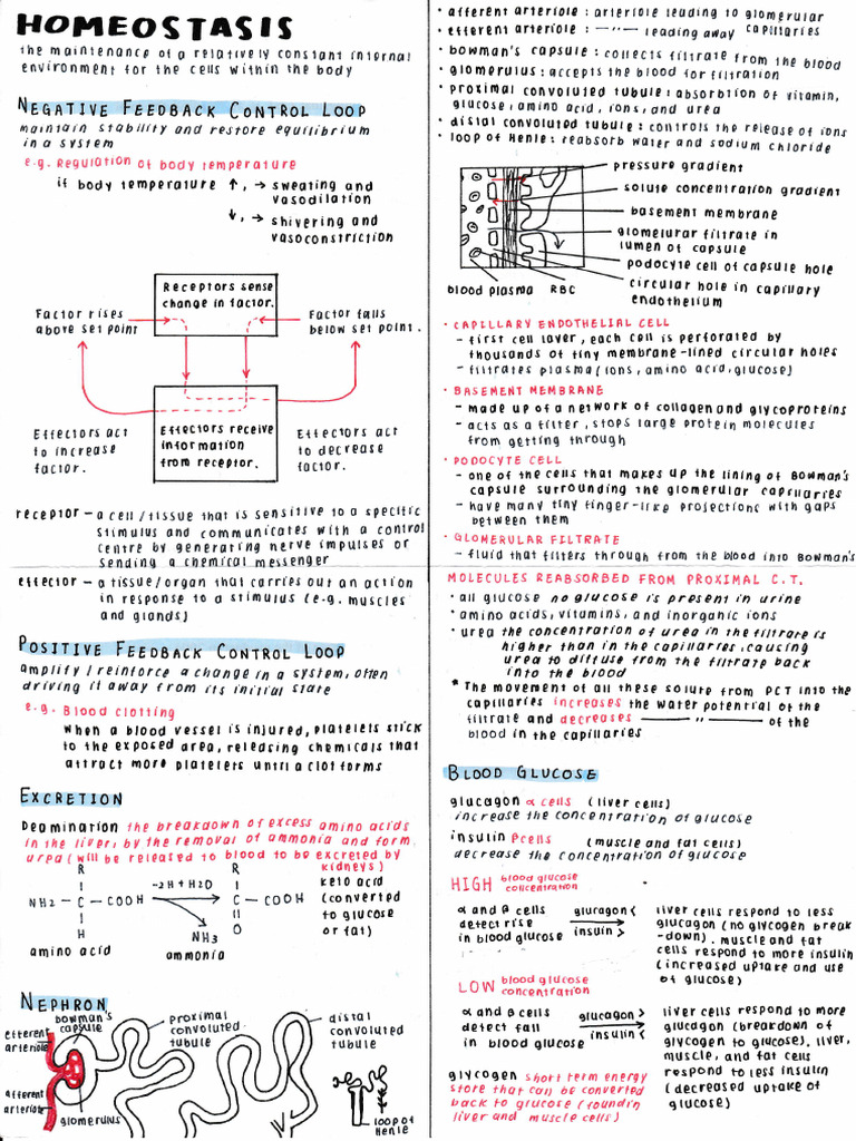 Homeostasis Summary | PDF