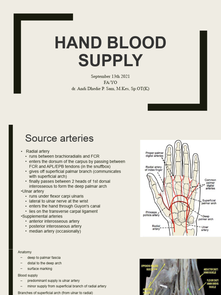 (HAND) - 13 September 2021 - Hand Blood Supply | PDF