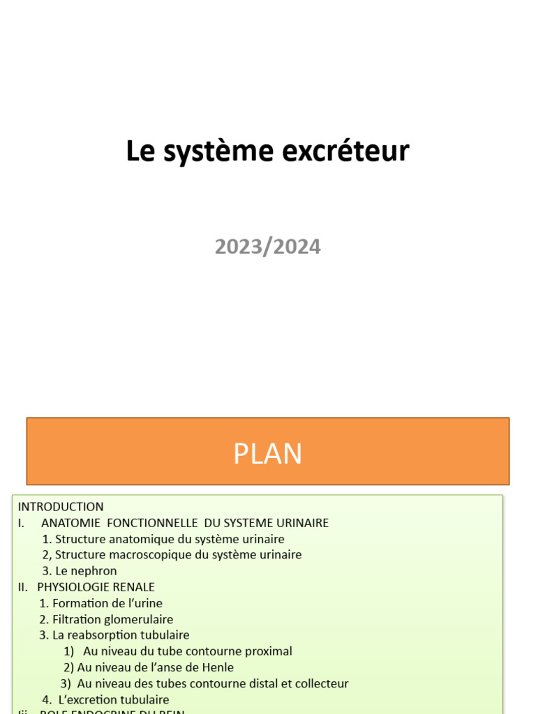 Le Système Excréteur 2023-2024 | PDF | Rein | Appareil urinaire
