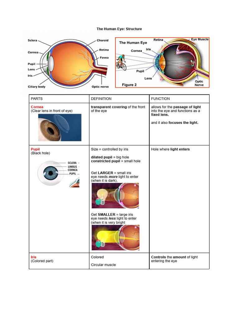 The Human Eye - Structure | PDF | Eye | Human Eye