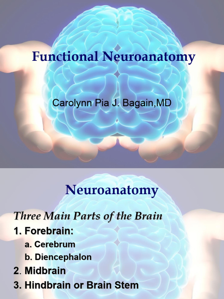 Neuroanatomy for Medical Students | PDF | Neurotransmitter | Cerebrum