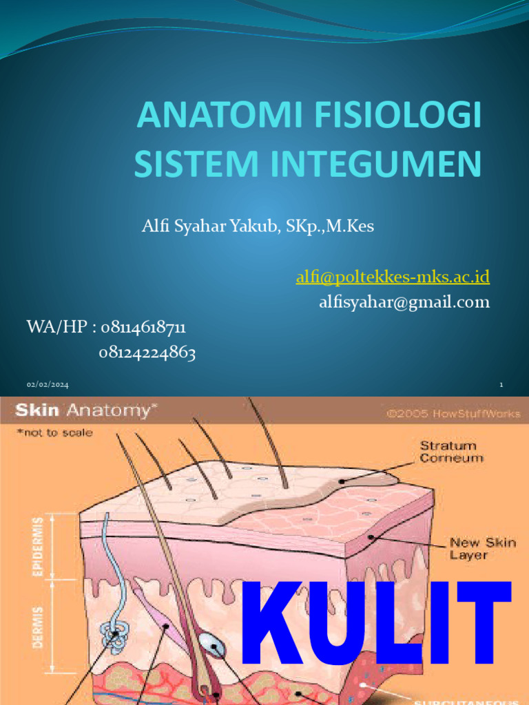 Anfis Integumen | PDF