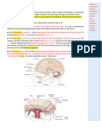 Lateral Sagittal View Sheep Brain | PDF | Cerebrum | Thalamus