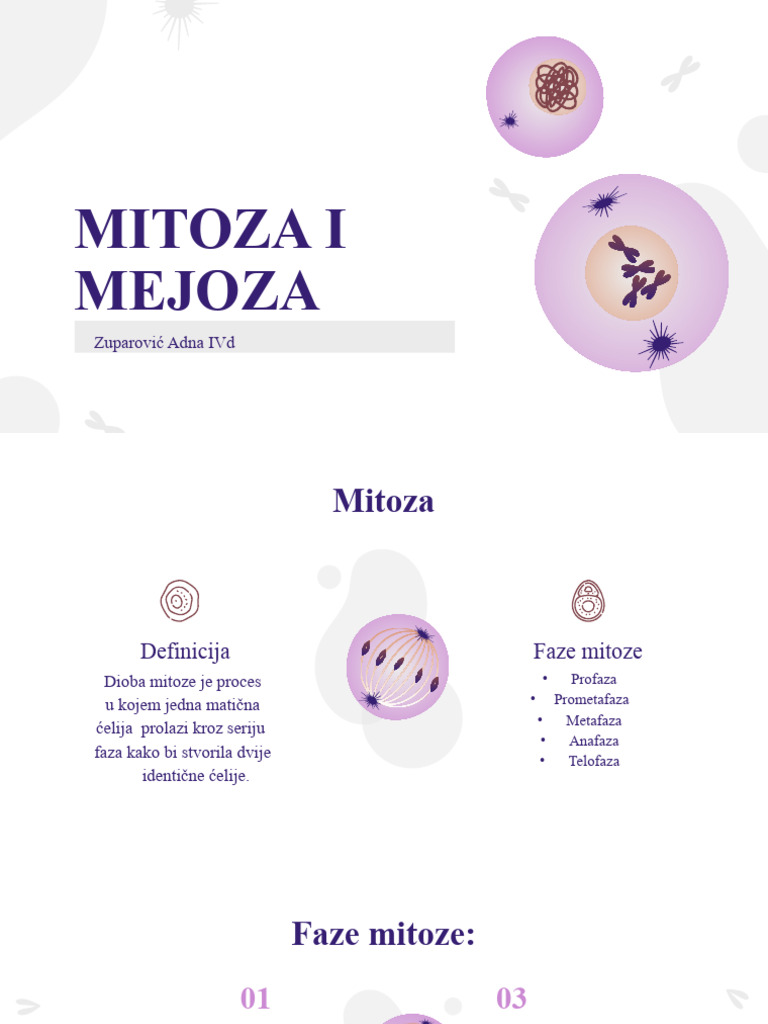 Mitoza I Mejoza | PDF
