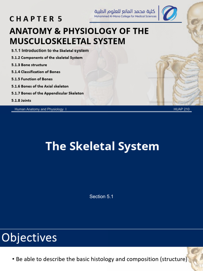 5.1. Introduction To The Skeletal System | PDF | Bone | Skeleton