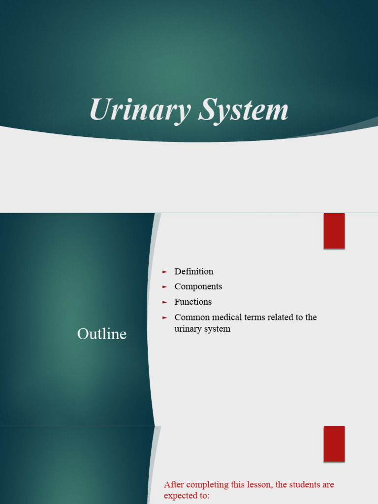 Lec 7-Urinary System | PDF