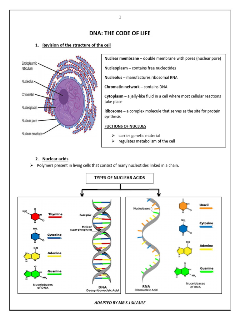 Dna The Code of Life Notes 2019 | PDF