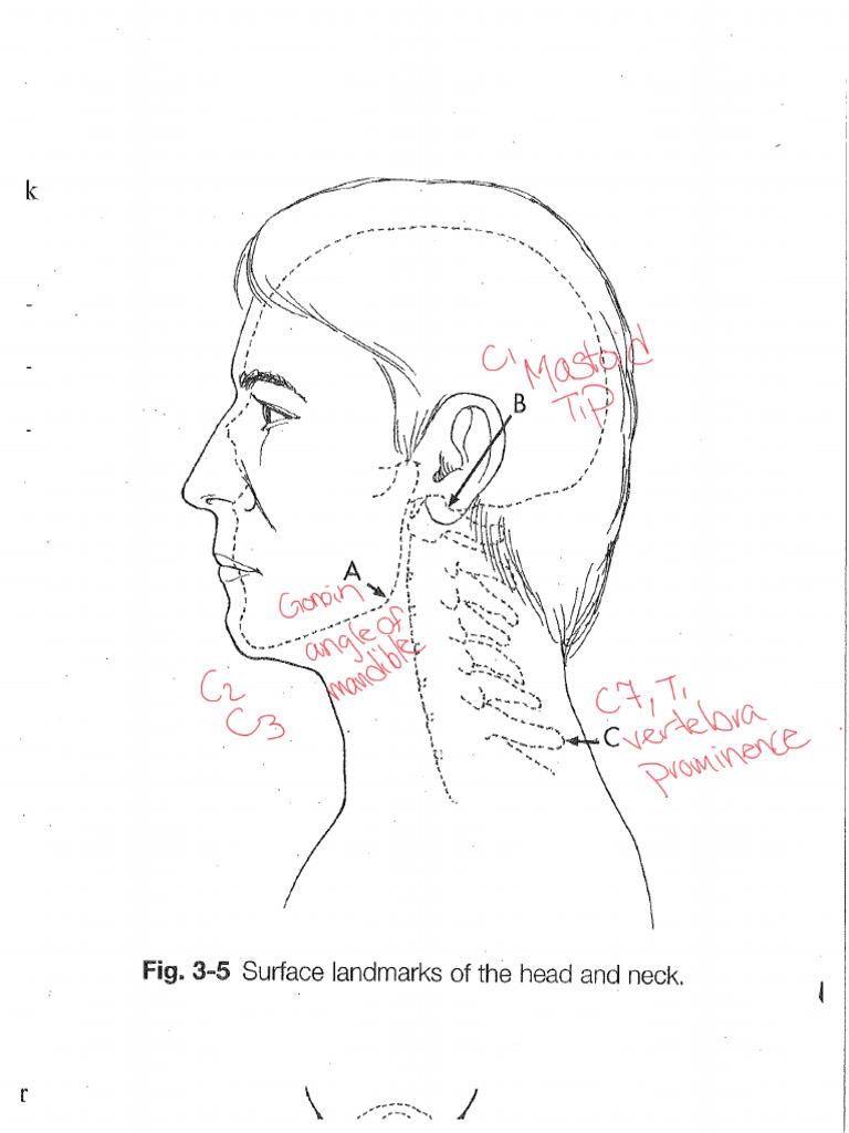 Surface Landmarks | PDF