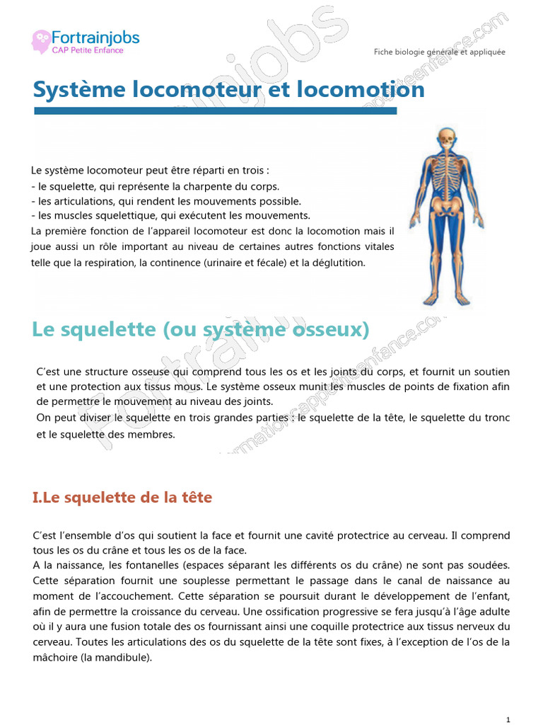 Fiche4 de Revision CAP Petite Enfance Systeme Locomoteur Et Locomotion | PDF