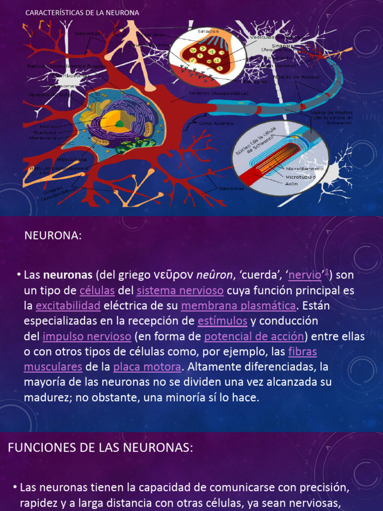 Características de La Neurona | PDF