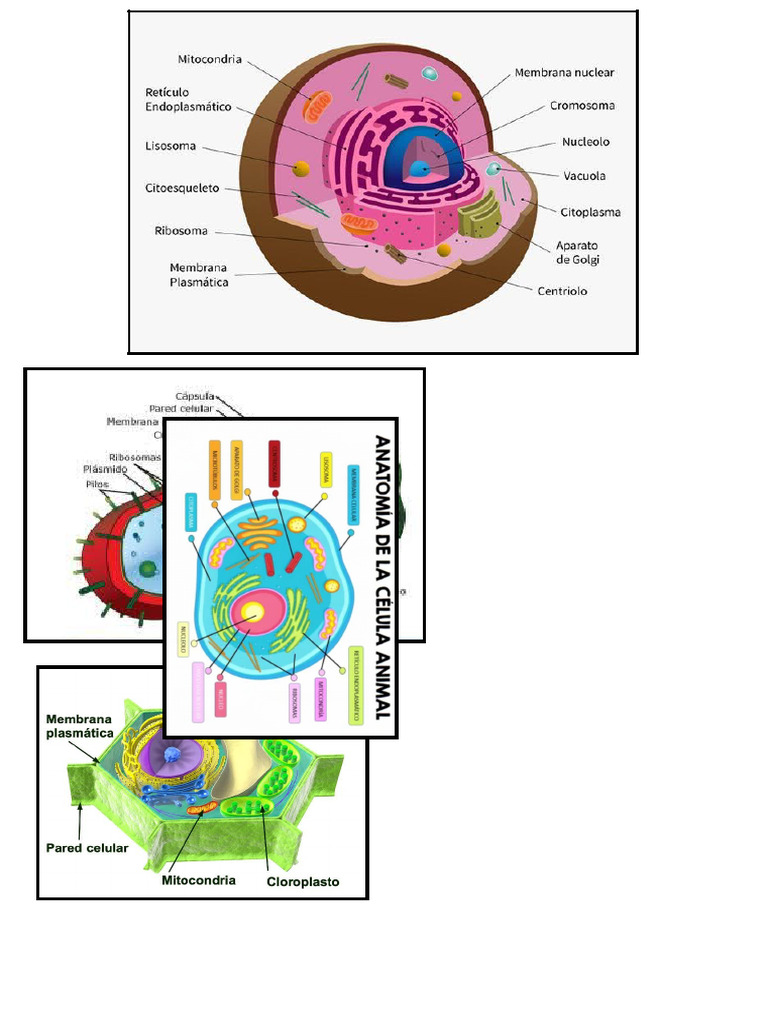 Tipos de Celulas | PDF