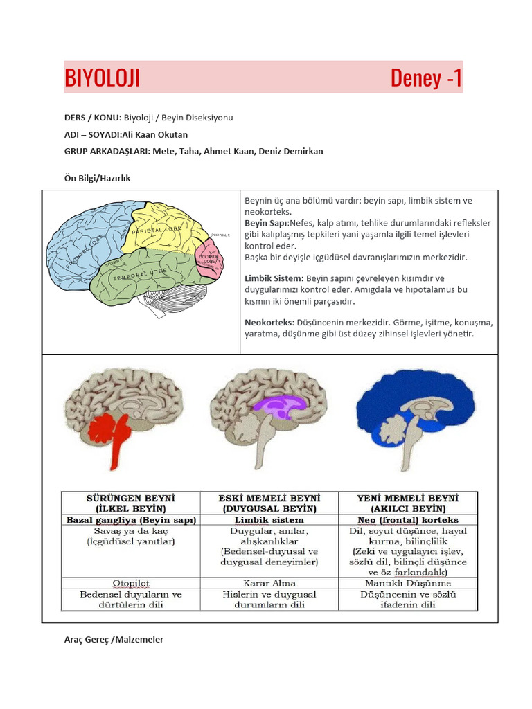 11BIY-Beyin Diseksiyonu Dosyasının Kopyası Dosyasının Kopyası | PDF