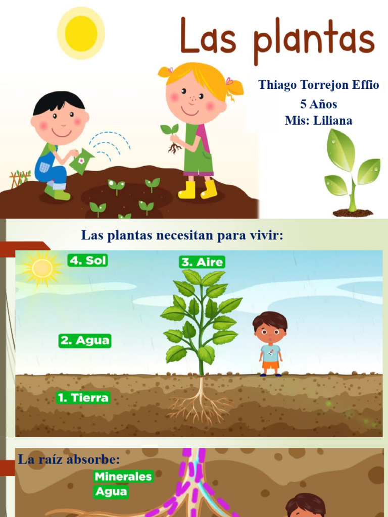 Las Plantas | PDF | Ciencia y matemáticas