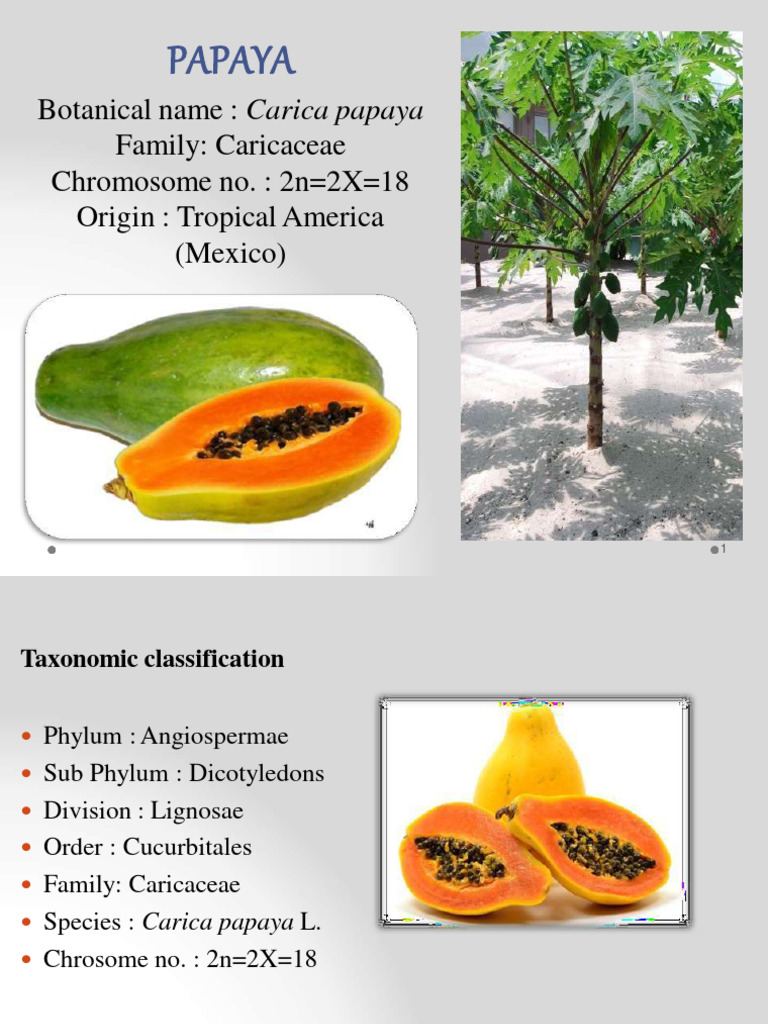 Papaya | Download Free PDF | Horticulture | Agriculture