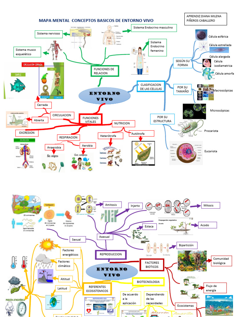 Mapa Mental Conceptos Basicos de Entorno Vivo | PDF