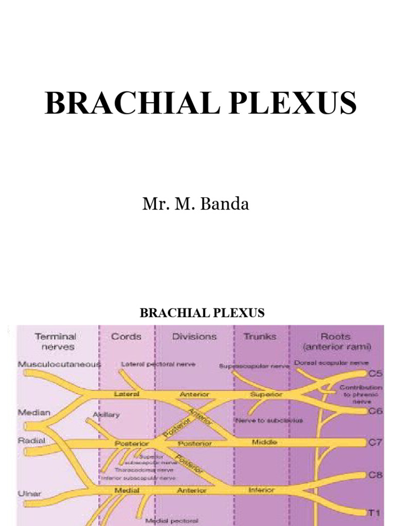 Brachial Plexus | PDF
