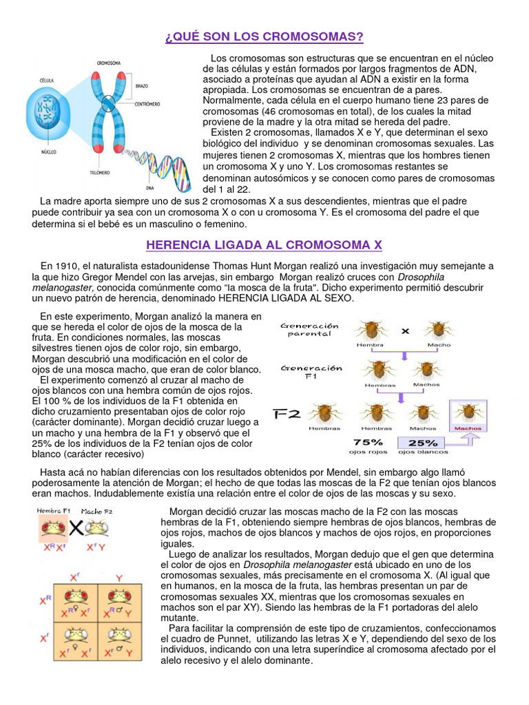 Herencia ligada al cromosoma X | PDF | Cromosoma | Dominancia (Genética)