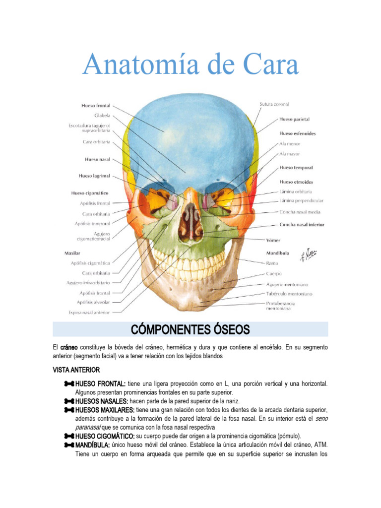 Anatomía Ósea y Muscular Facial | PDF