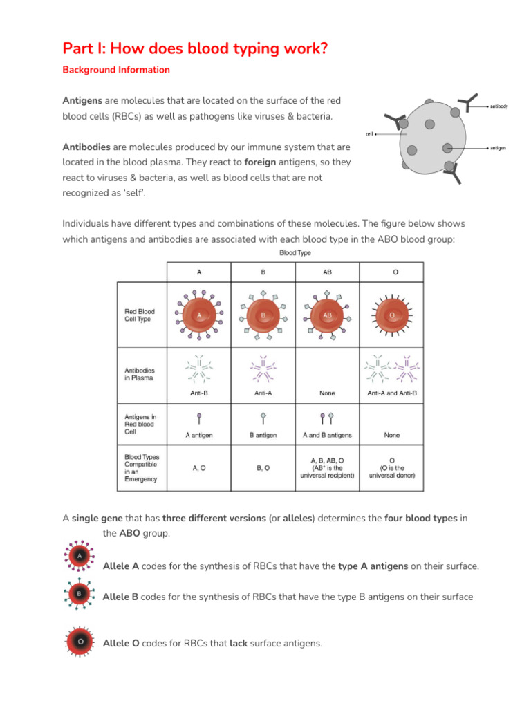 Part 1 - Blood Typing Lab | PDF | Blood Type | Allele