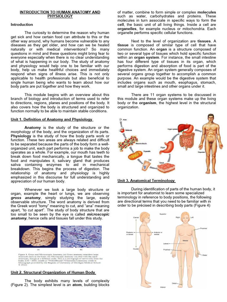 Introduction To Human Anatomy and Physiology | PDF | Anatomical Terms ...