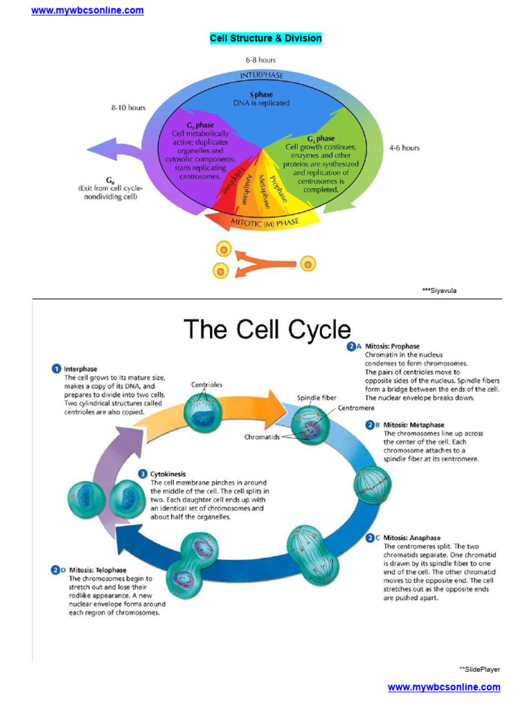 Cell Structure & Division | PDF | Meiosis | Mitosis