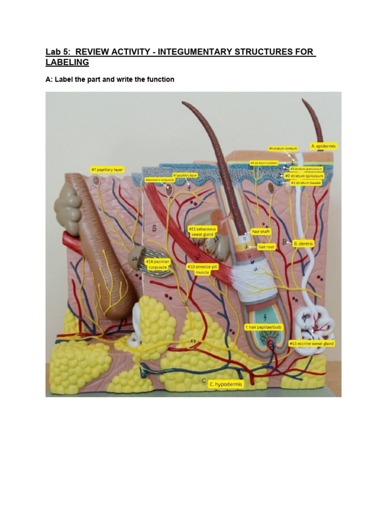 SIACHUA_Lab 7 - Integumentary Zoology | PDF