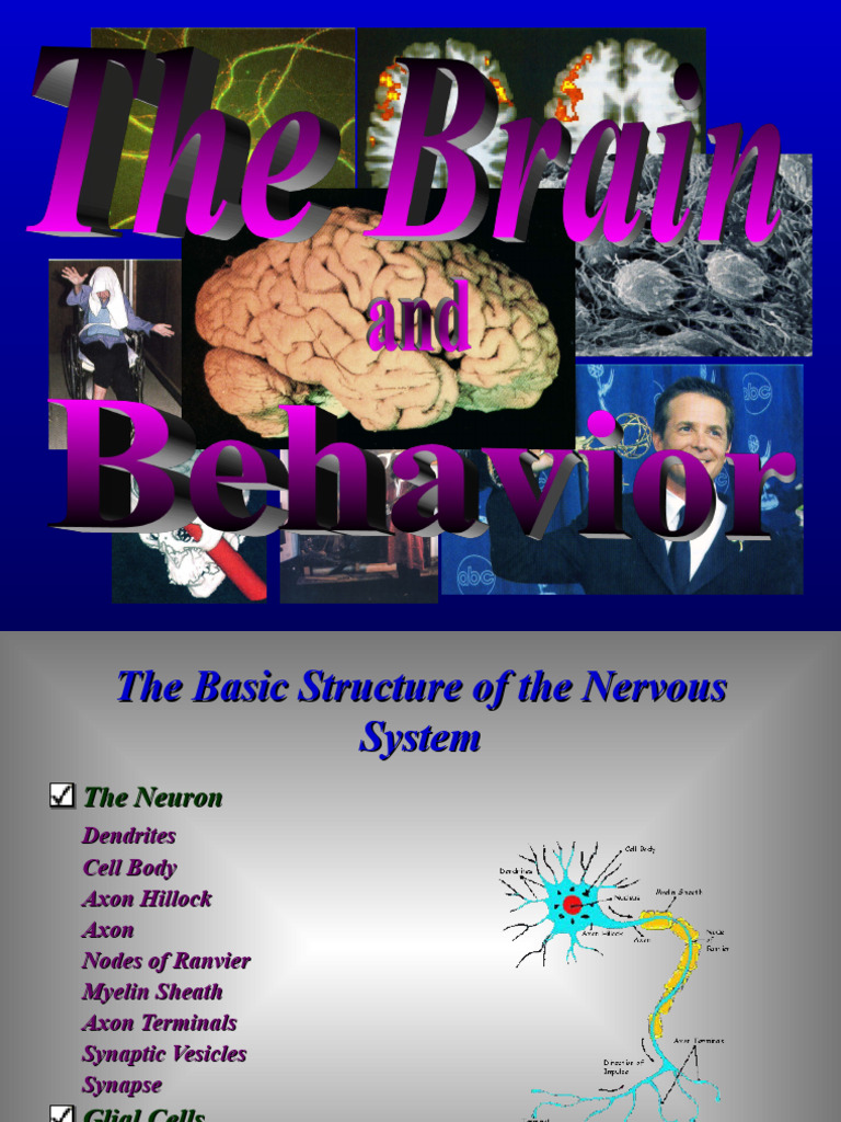 1st Sem | PDF | Axon | Neuron