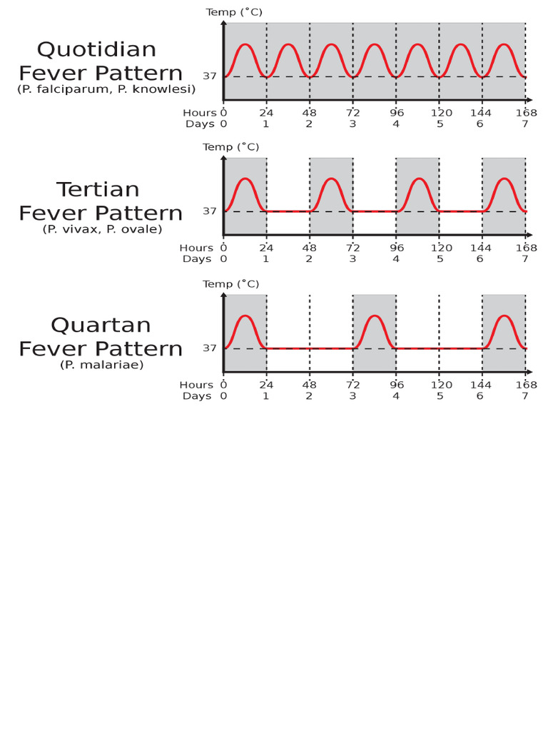 2157px-Fever_Patterns_v1.1.svg.png 2.157×2.048 piksel | PDF