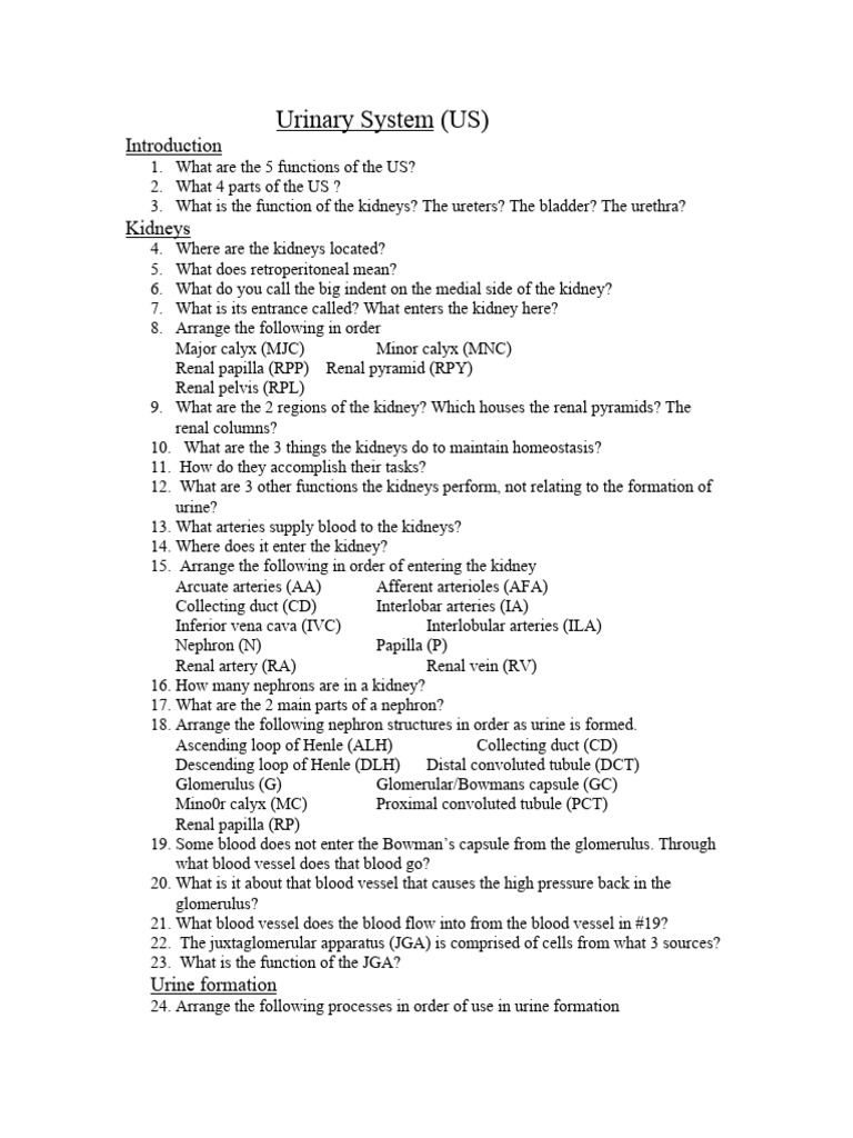 Urinary System Functions & Anatomy | PDF