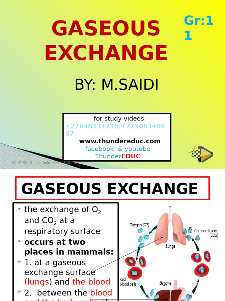 Grade 11 Gaseous Exchange Notes | PDF | Breathing | Respiratory System
