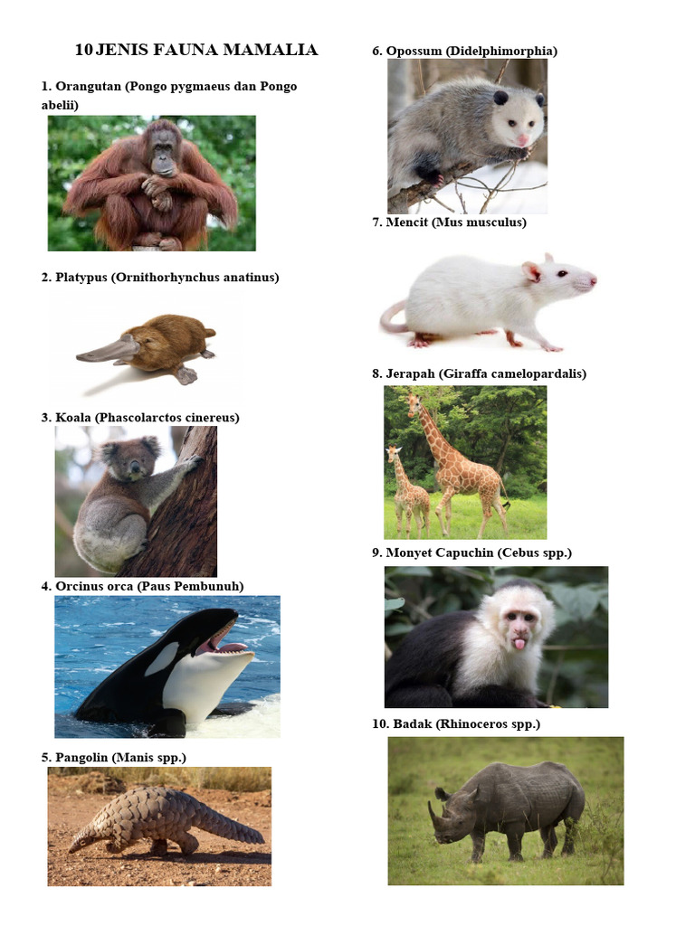 JENIS FAUNA MAMALIA | PDF