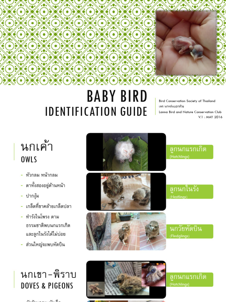 Thai Baby Bird Identification Guide | PDF