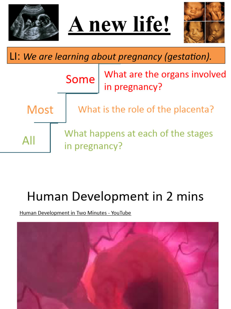 A New Life - Pregnancy and Baby Development | PDF | Human Reproduction ...