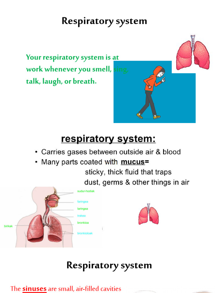 Respiratory System | PDF