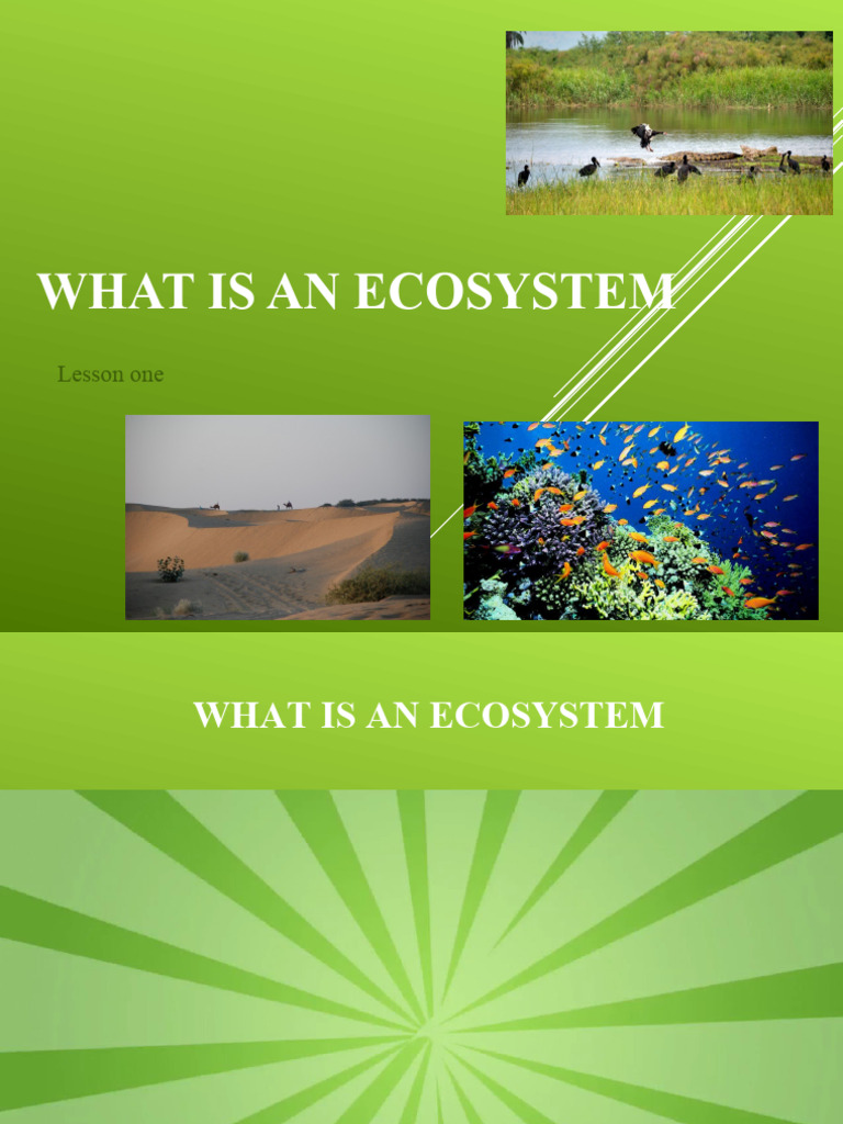 What Is An Ecosystem | PDF