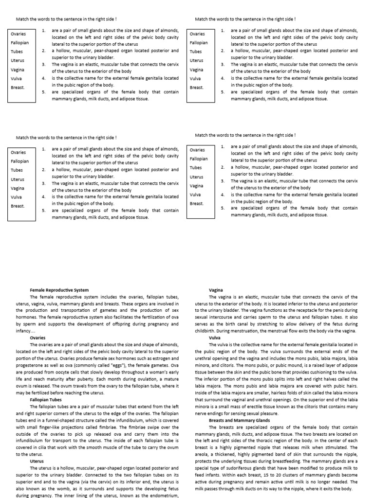 Female Reproductive System Quiz | PDF | Menstrual Cycle | Uterus