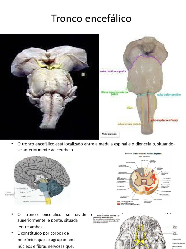 Slide Tronco Encefálico | PDF | Cerebelo | Medula espinhal