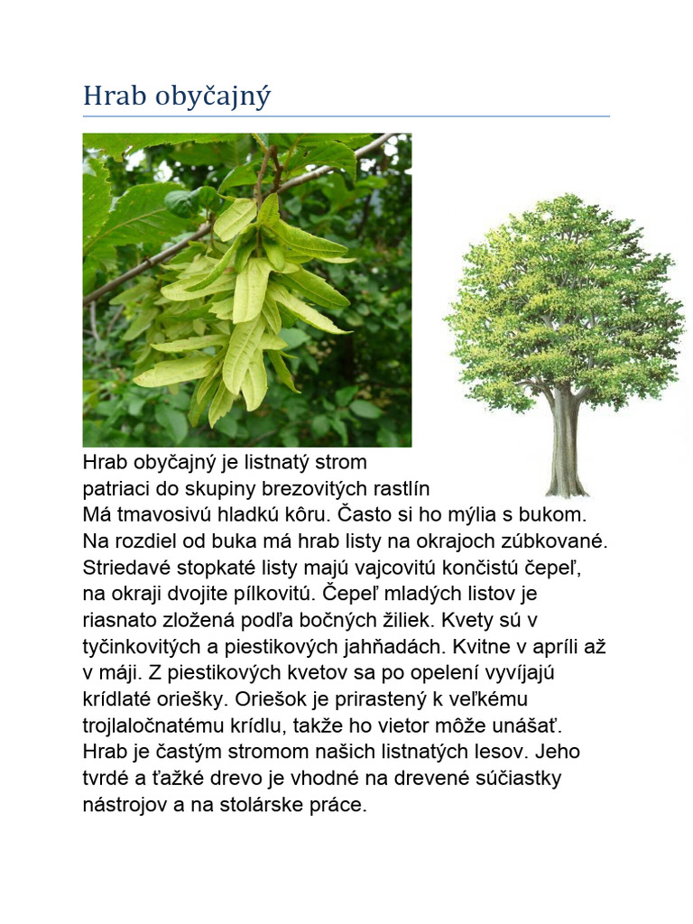 Hrab Obyčajný | PDF