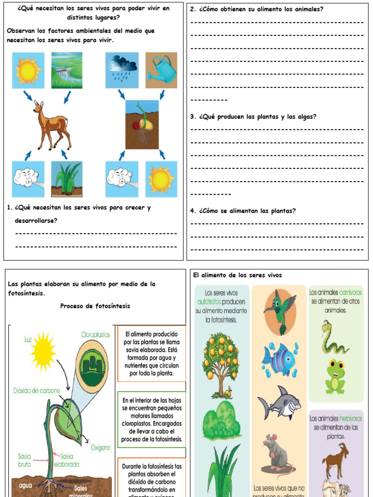 Ciclo de Las Plantas y Animales | PDF | Plantas | Alimentos