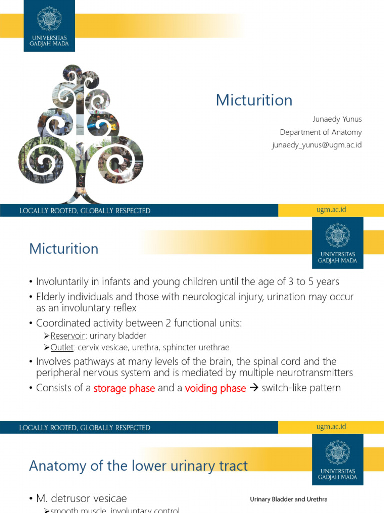 Understanding Micturition Mechanisms | PDF | Urination | Human Anatomy