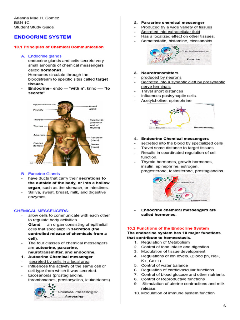 Gomez, Endocrine System | PDF | Hormone | Endocrine System