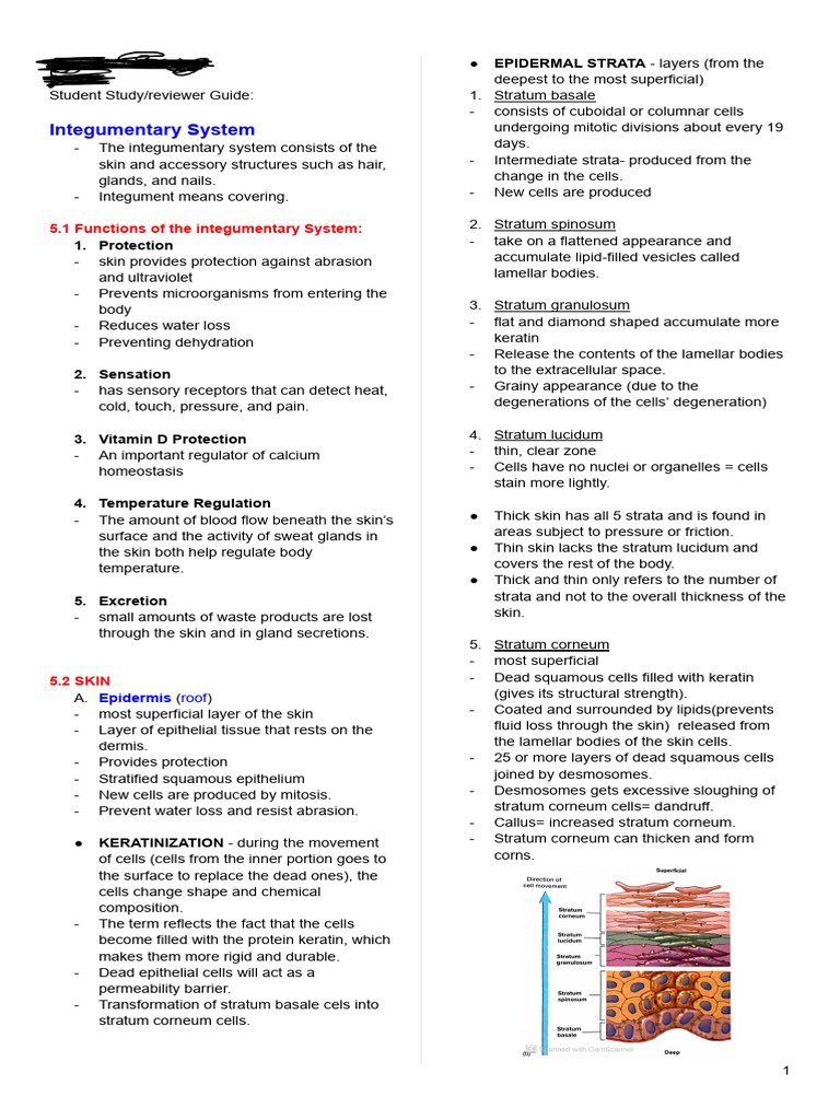 Integumentary System Reviewer Pdf