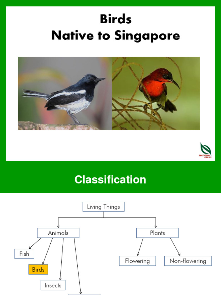 Birds Native To Singapore | PDF | Birds | Ornithology