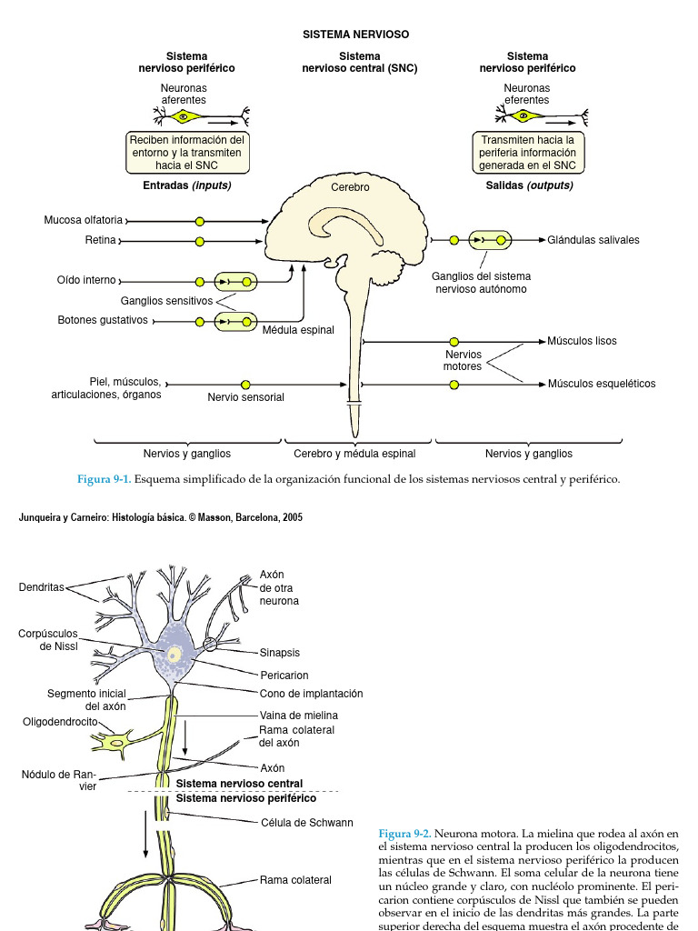 Sistema Nervioso Sistema Nervioso Periférico Sistema Nervioso Central ...