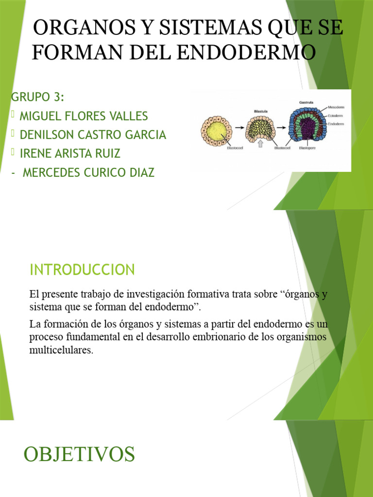 ENDODERMO | PDF | Sistema digestivo humano | Embrión