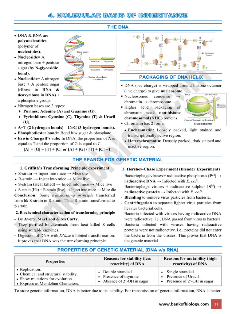 6 Molecular Basis of Inheritance Capsule Notes | PDF | Dna Sequencing | Dna