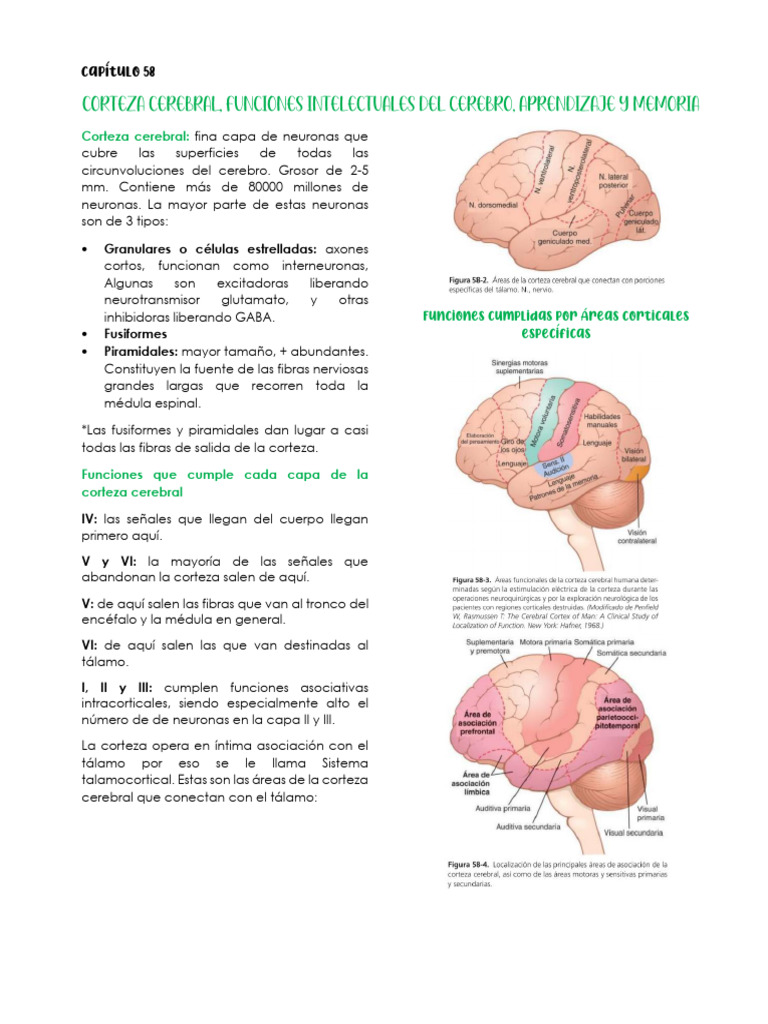 Resumen Cap 58. Corteza Cerebral | PDF