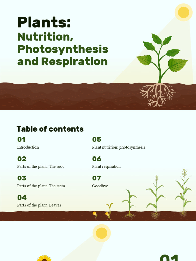 EN Plants - Nutrition, Photosynthesis and Respiration by Slidesgo | PDF